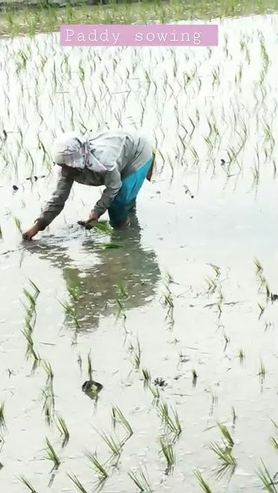 🌾 Paddy sowing | Rice cultivation #paddy #sri #cultivation - YouTube