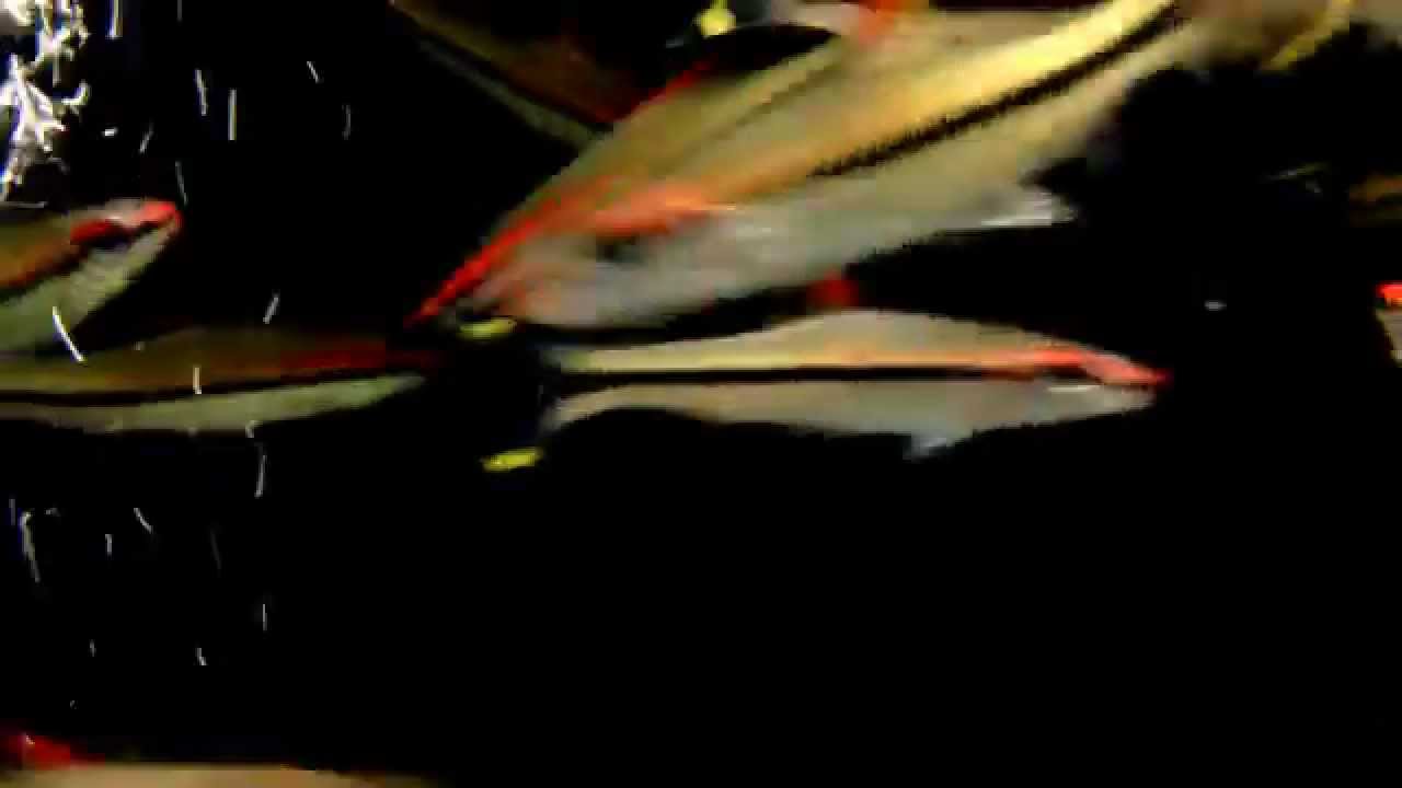 Denison barb - Tropical freshwater fish for sale - YouTube