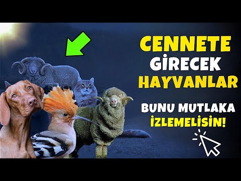 İslam’a Göre Cennete Girecek Hayvanlar! Bunu Mutlaka İzleyin