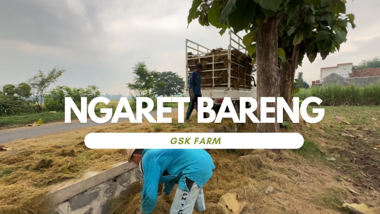 NGARET BARENG GSK FARM - YouTube