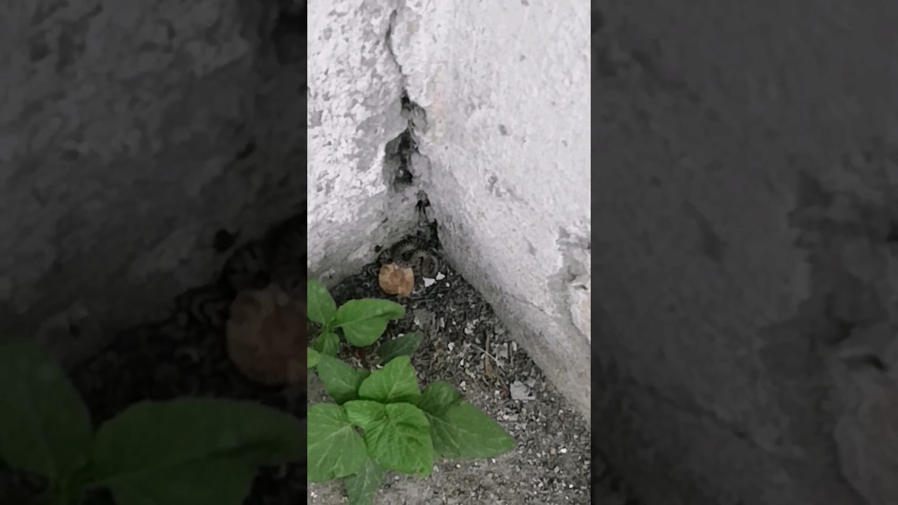 Common krait baby hidden in walls#shorts# - YouTube