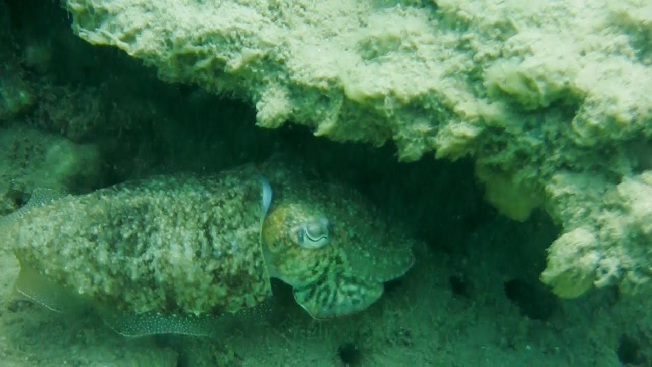 The Alien of the ocean!!! Snorkeling Adventure: Spotting a Cuttlefish ...