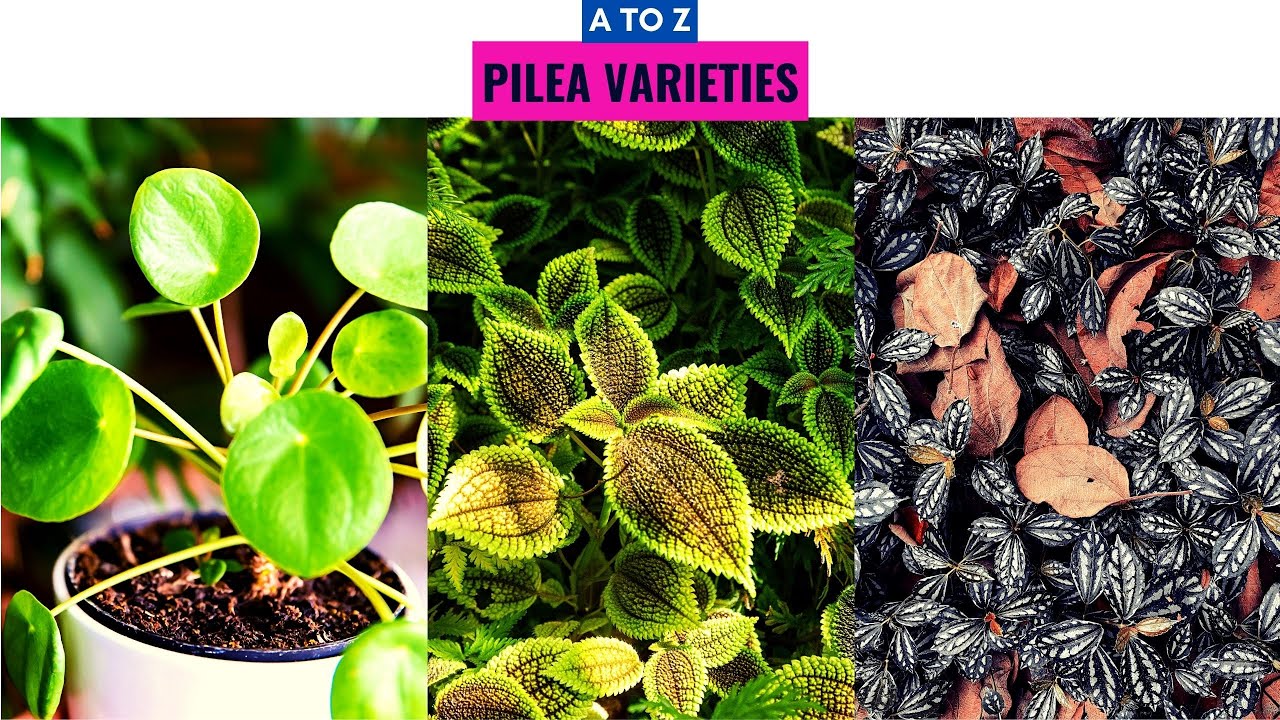 Pilea Varieties A to Z - YouTube