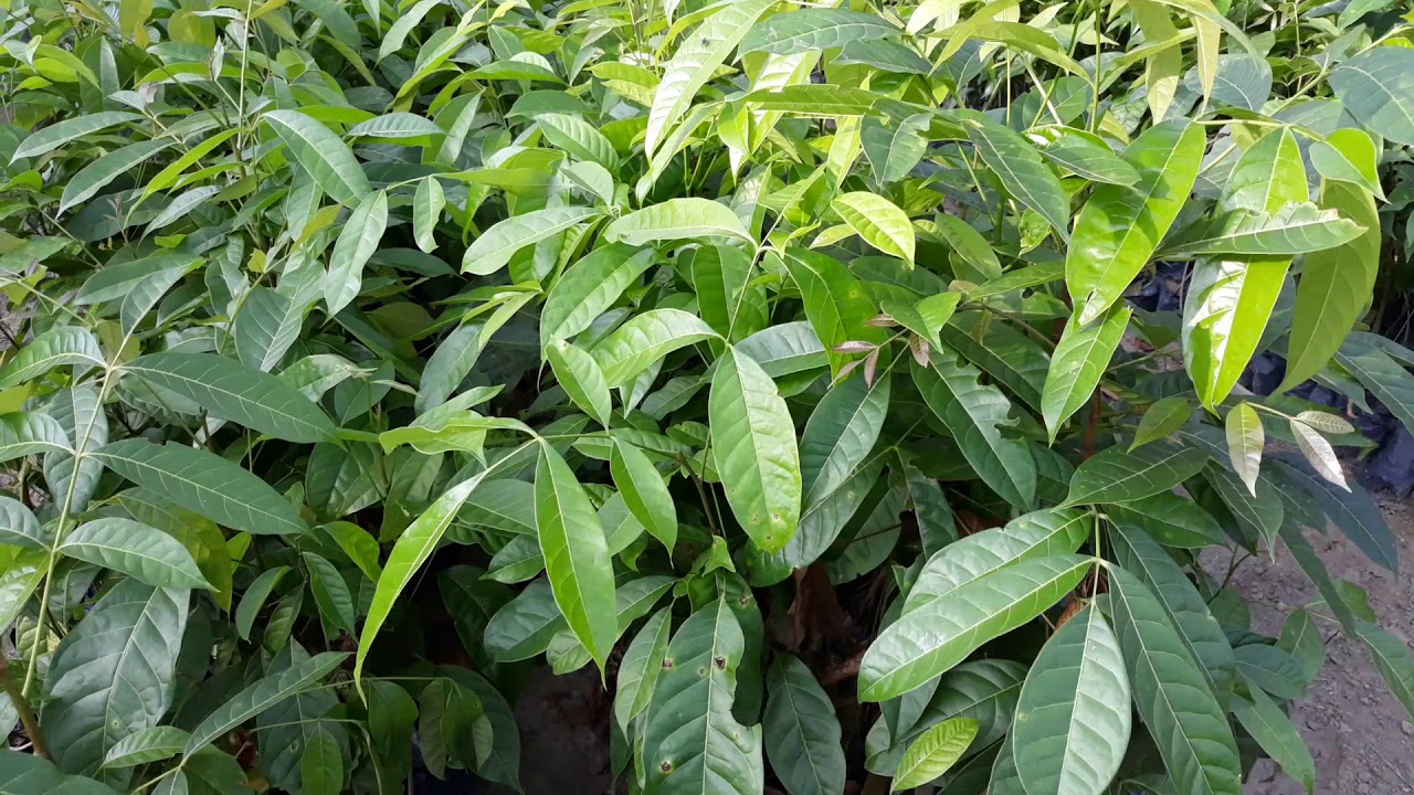 Bibit Mahoni Pangkalan Bun Kalimantan Tengah hp 082153350119 - YouTube