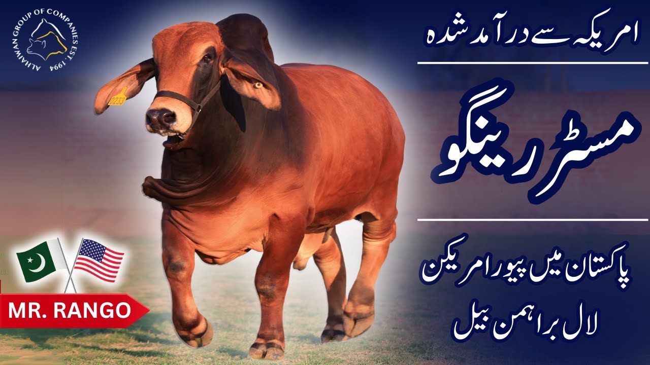 Mr Rango | American Pure Red Brahman Bull | Al Haiwan Group - YouTube