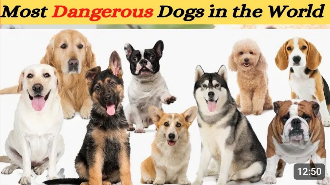 most dangerous dogs beeds in the world #cute dogs - YouTube