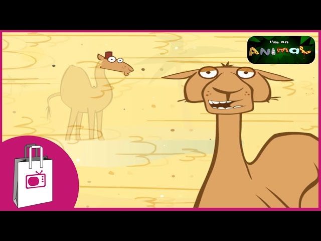 All About Camels - How They Can Surv…: English ESL video lessons