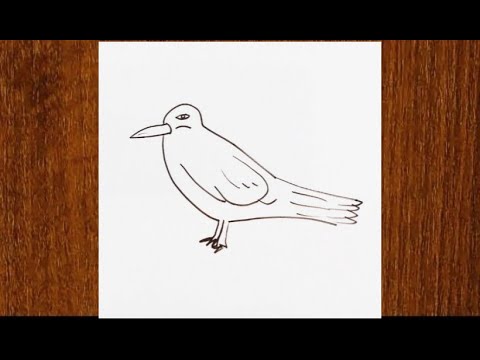 How To Draw An Inca Tern ( Bird) - YouTube