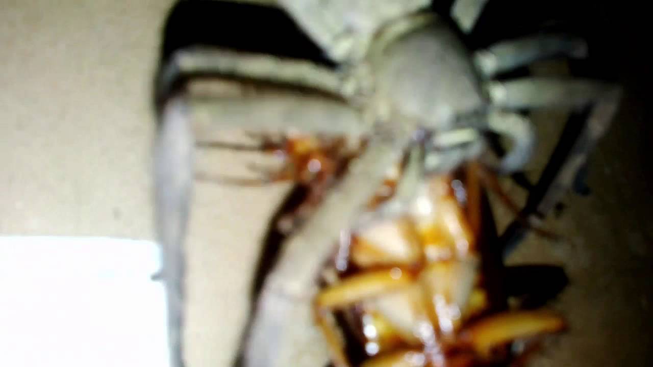 Jurassic SPIDER Vs COCKROACH Fight | Recorded Live !! - YouTube