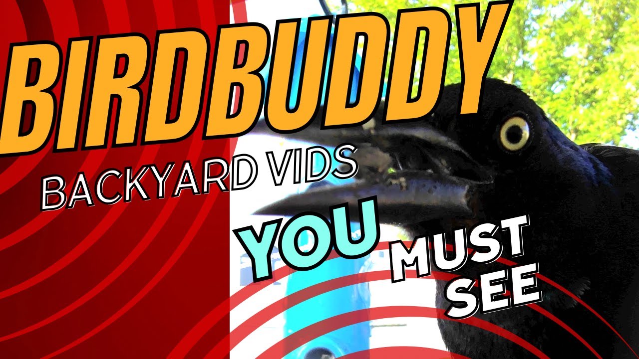 Bird Buddy Backyard Videos - YouTube