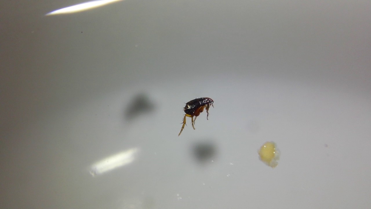 "Dancing" Flea - YouTube