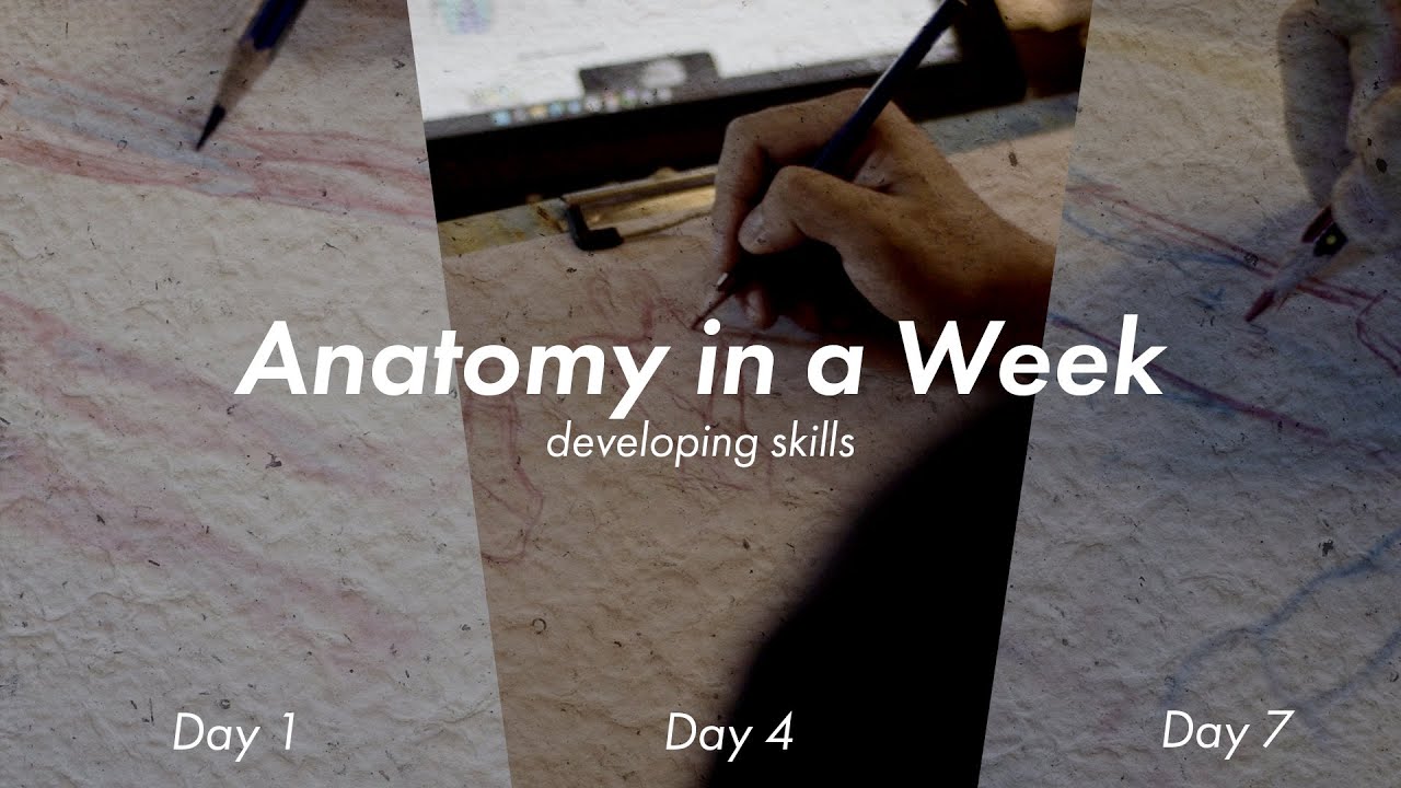 Improving Anatomy in a week | Developing Skills - YouTube