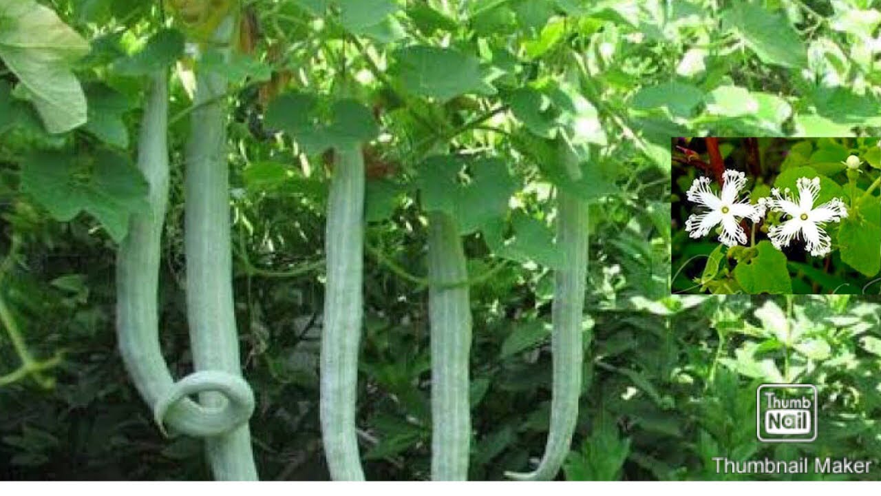 How to grow snake guard plant easy method in home (పొటౢకాయ చెట్ట ని ...