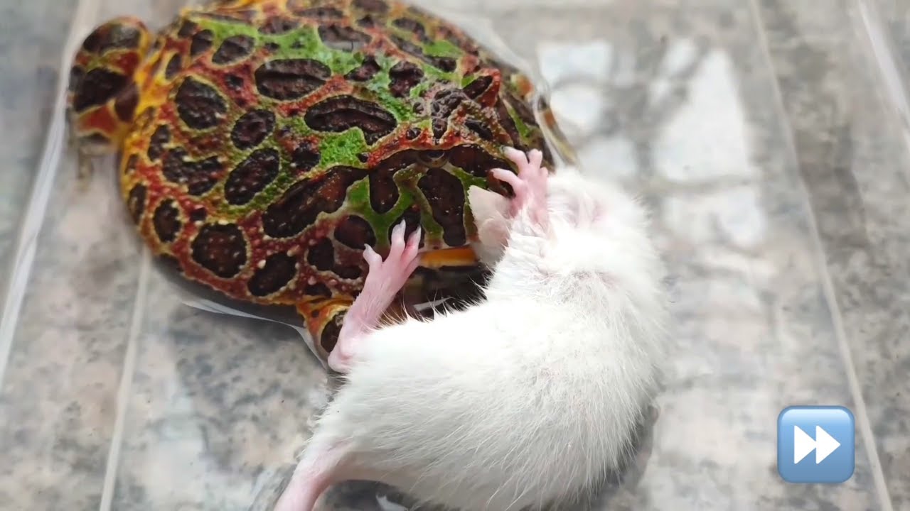 Screaming mouse enters the mouth of a pacman frog!【WARNING LIVE FEEDING ...
