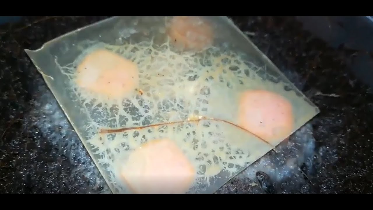 Como preparar un cultivo de 🐛Grindal y su mantenimiento!! - YouTube