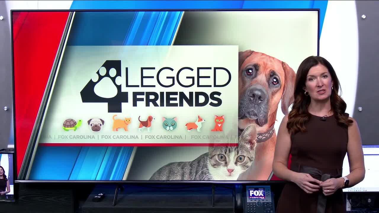 Four Legged Friends: Holly - YouTube