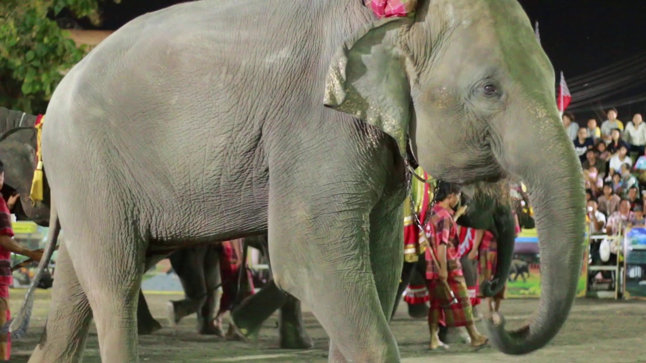 Smart elephant show, elephant dart balloon ( งานช้าง 2019) Part 1 - YouTube