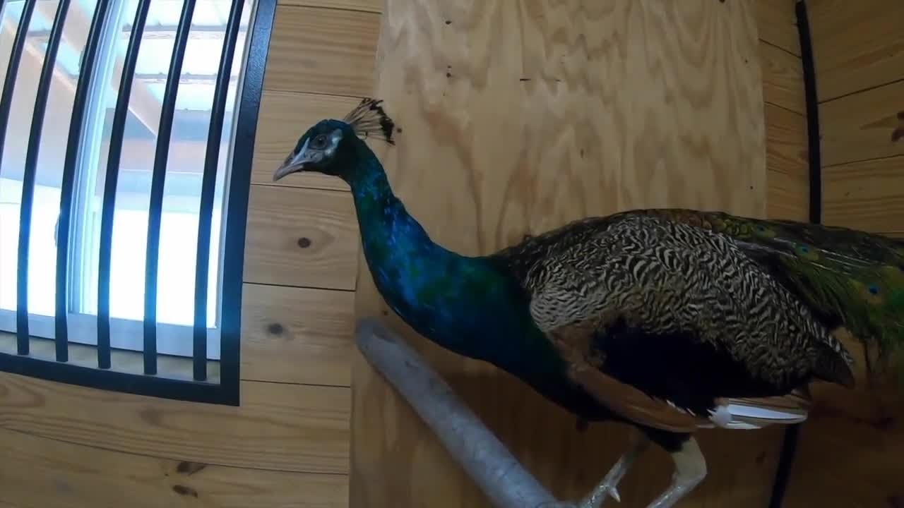 The SPCA is nursing an injured peacock back to health with "Yelp For ...