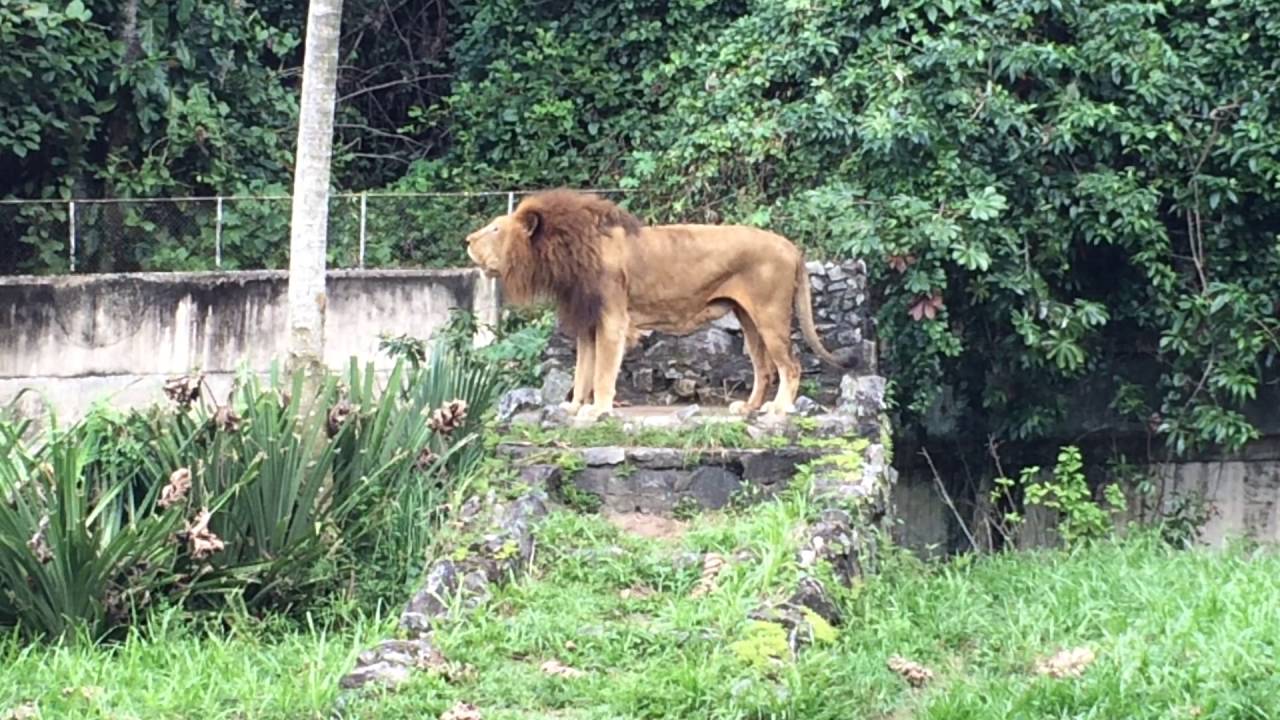 LEÃO (ZOOLÓGICO DE DOIS IRMÃOS) 2016 - YouTube