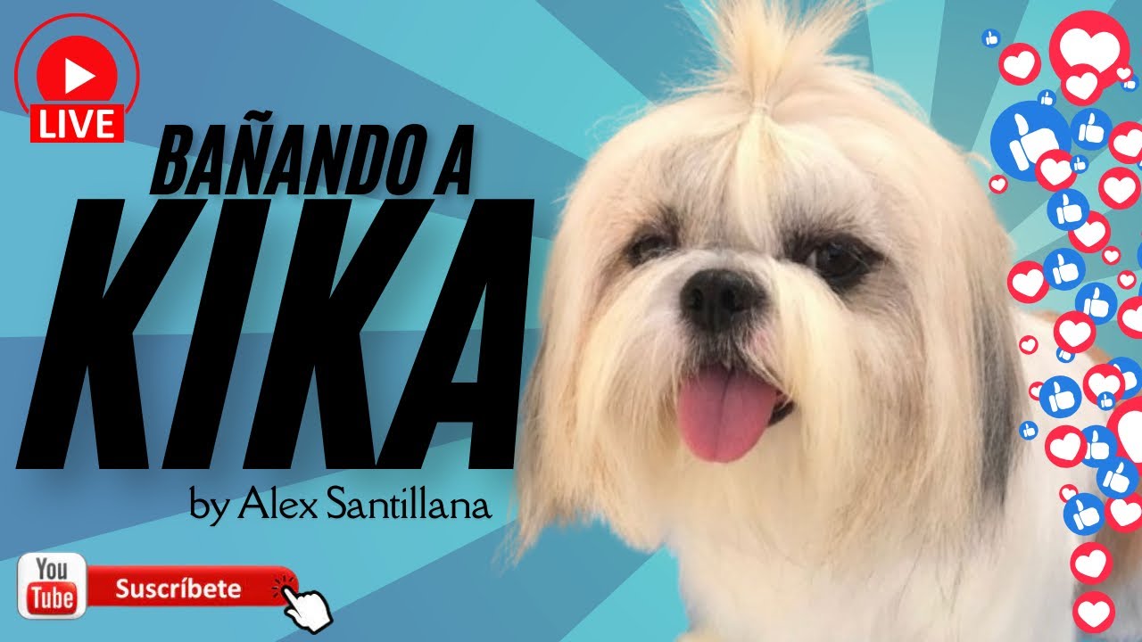 Bañando a Kika y platicando con los fans - YouTube