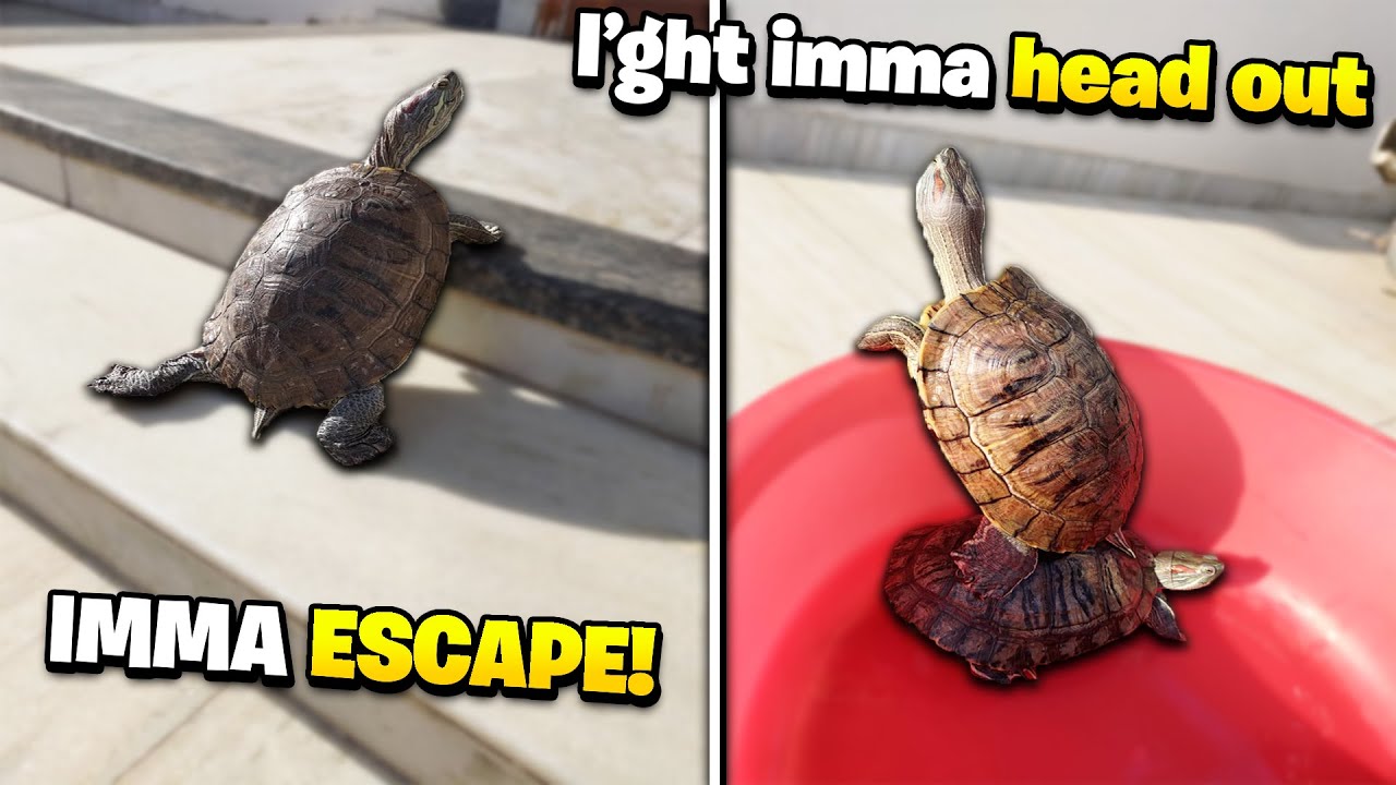 The Day i Lost My Turtle - YouTube