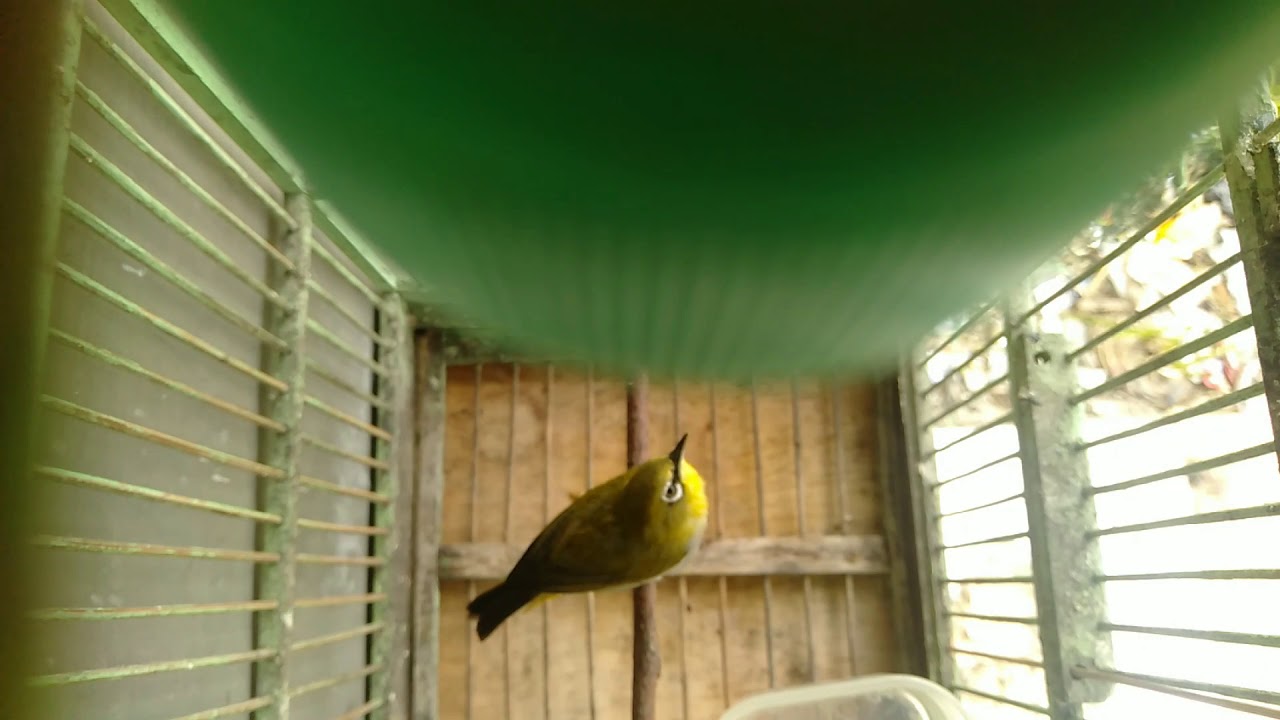Burung pleci Bustomi belajar gacor - YouTube