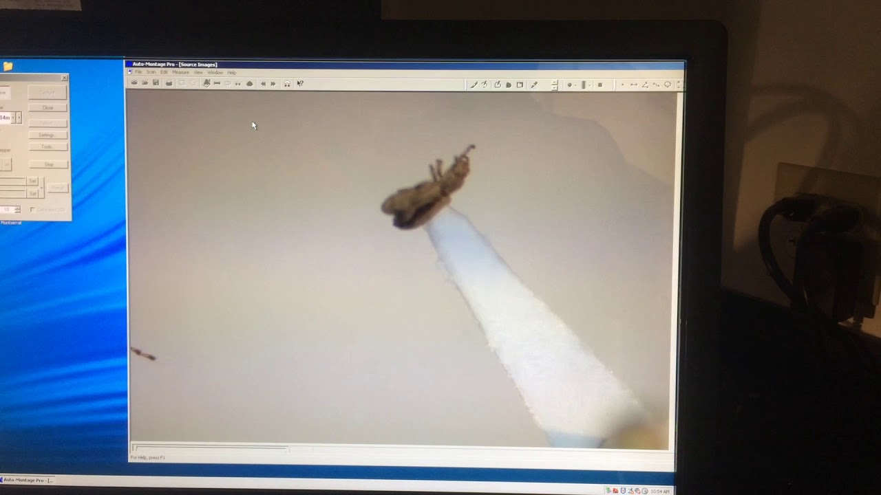 A bit of info on a single canopy fogging on Nevis Peak, pt 2. - YouTube