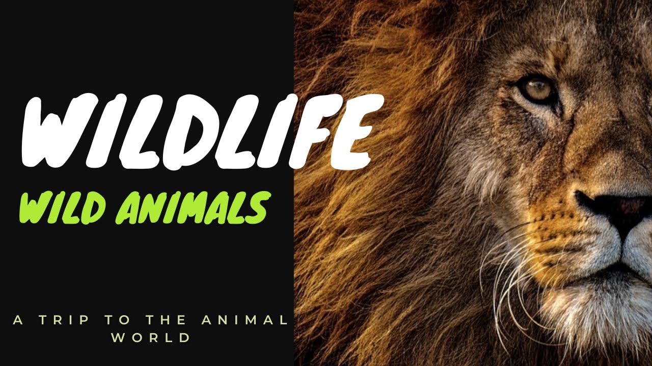 Wildlife - Wild animals and birds. The video is accompanied by a ...