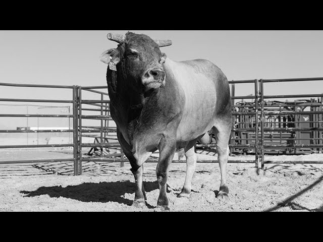 Chicken On A Chain The Bull