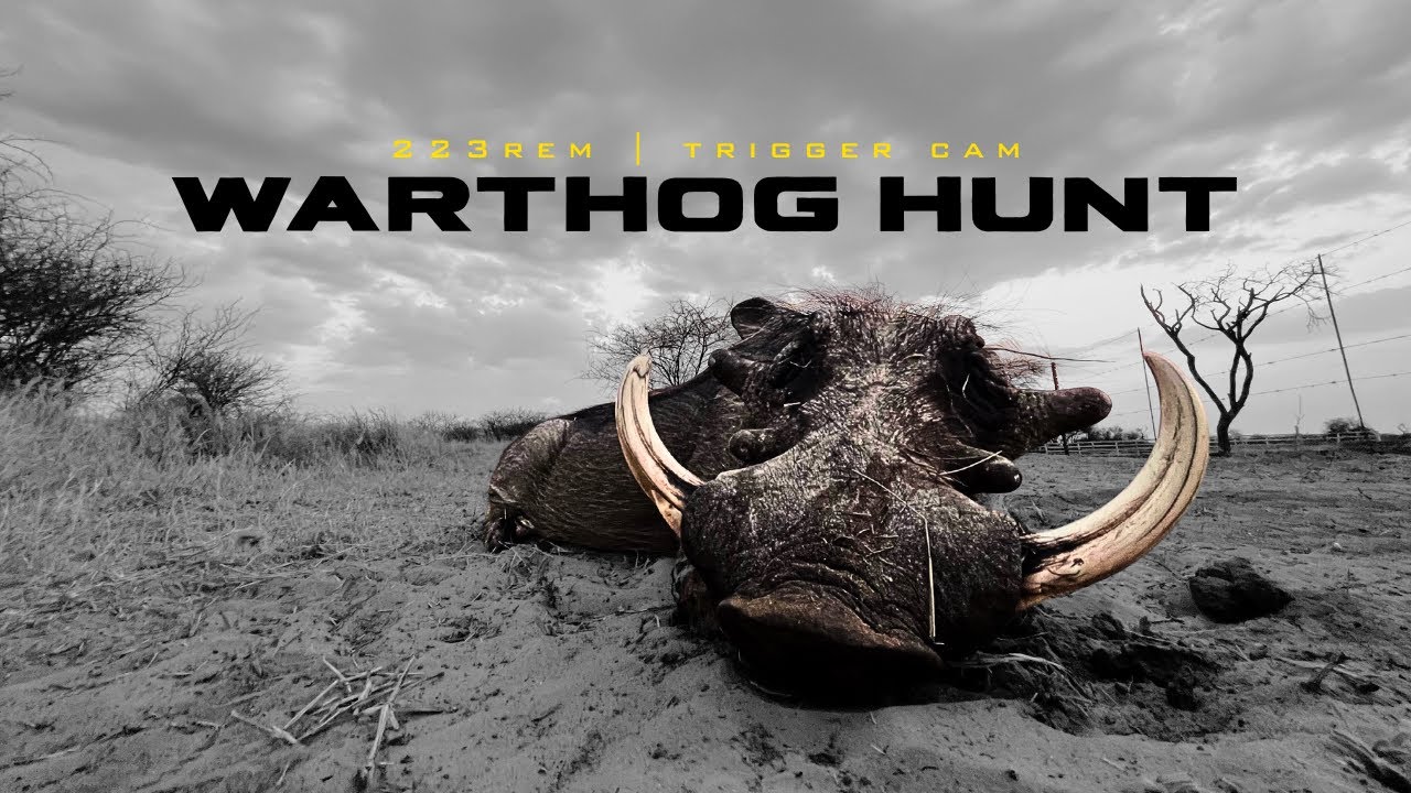 DOUBLE-UP WARTHOG HUNT, South Africa - YouTube