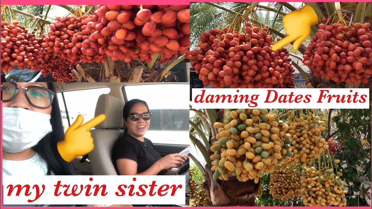 ARABIC DATE TREES || ARABIC DATE FRUITS - YouTube