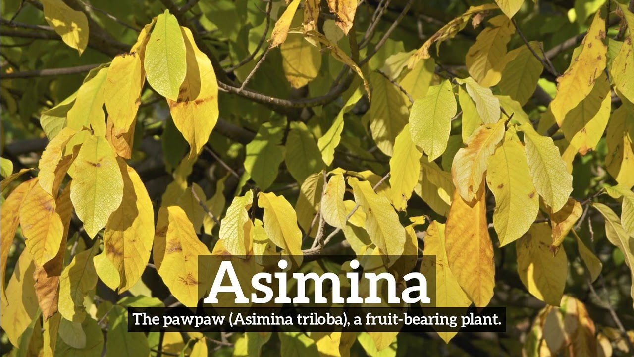 What is Asimina? | How Does Asimina Look? | How to Say Asimina in ...