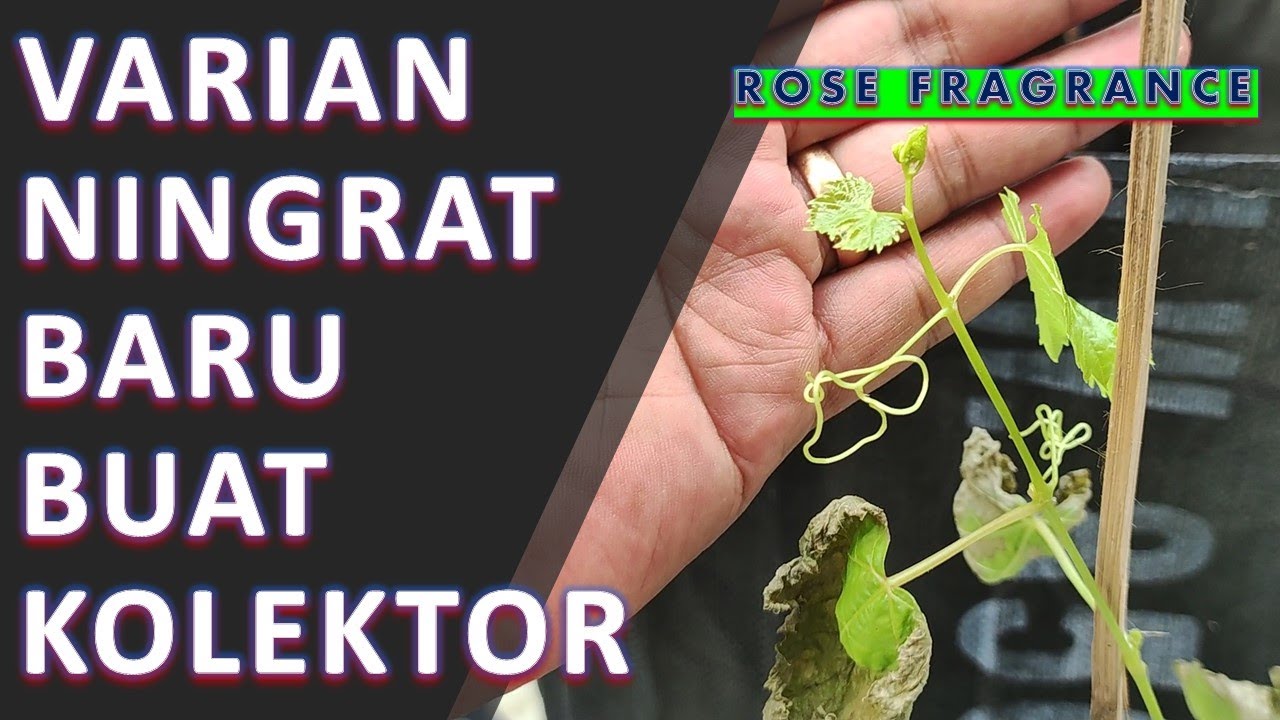 🔴 ANGGUR ROSE FRAGRANCE DENGAN ROOTSTOCK IMPORT 101-14 - YouTube