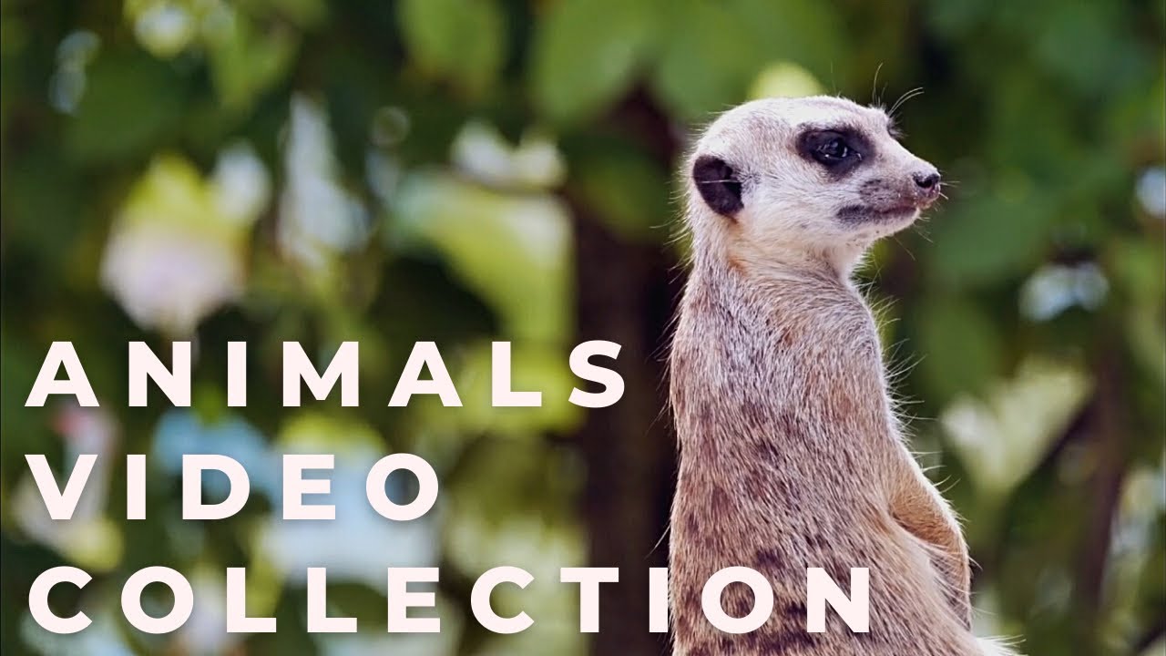 Animals video collection - YouTube