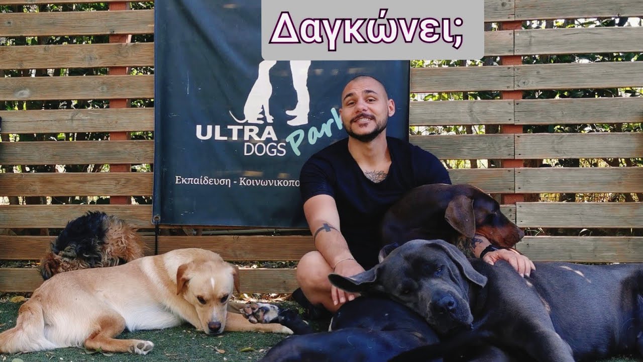 Ο σκύλος μου με δαγκώνει. Τι να κάνω; - YouTube
