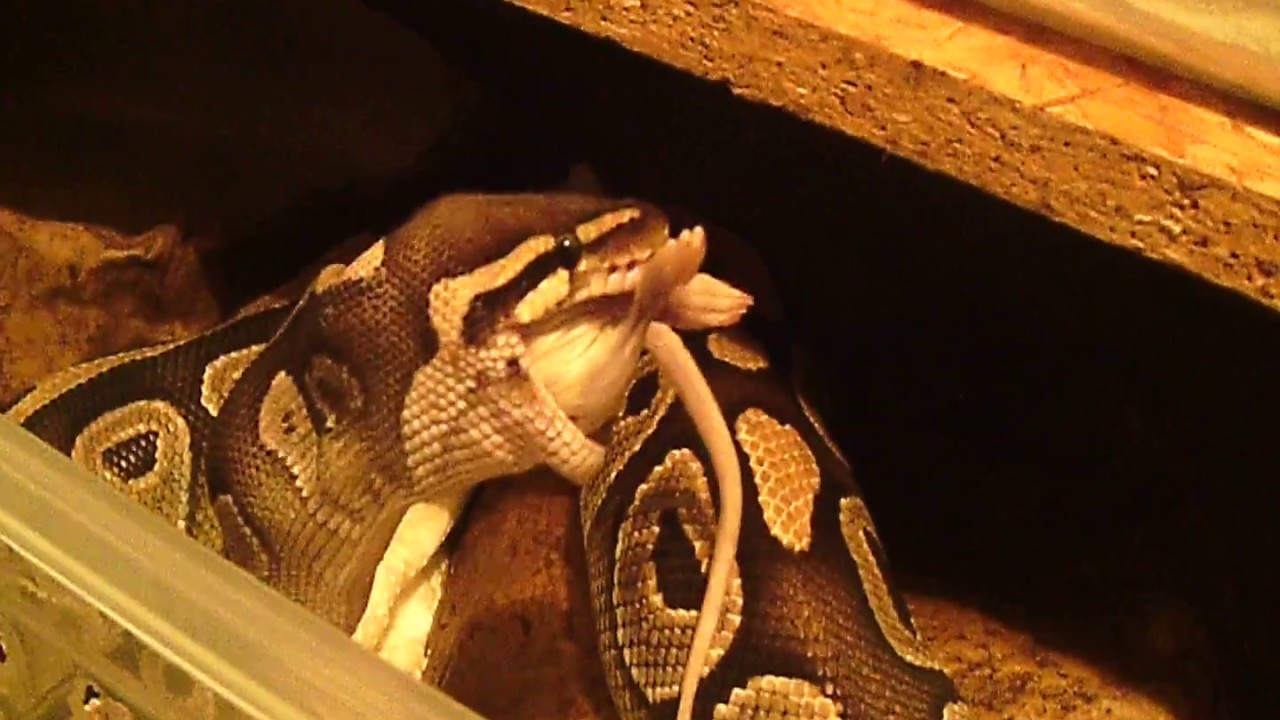 l'alimentation du python regius - YouTube