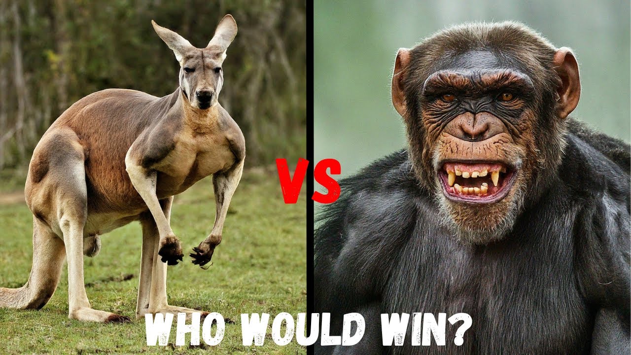 KANGAROO vs CHIMPANZEE - 1 VS 1 Who Would Win? - YouTube