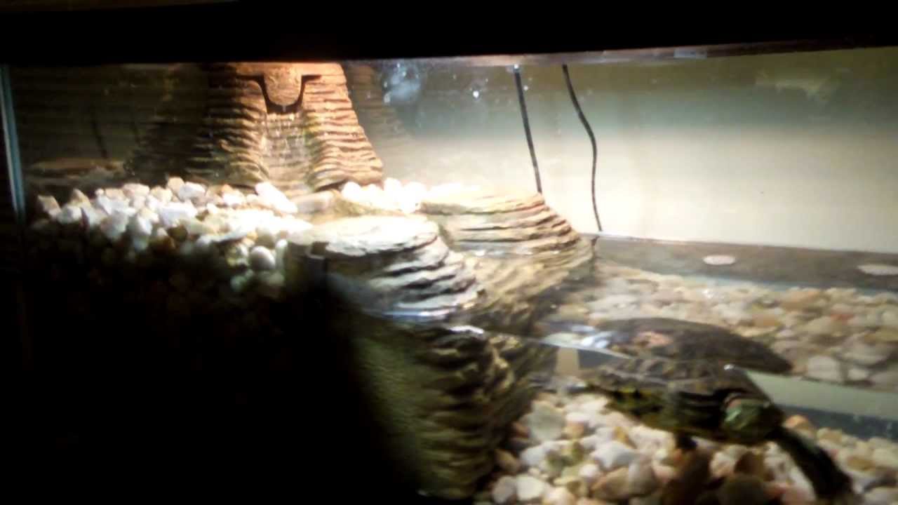 My Turtle Tank - YouTube
