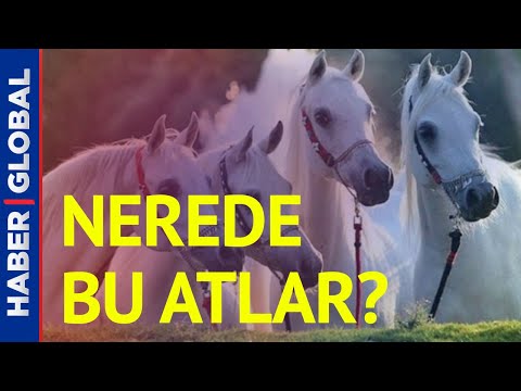 Nerede Bu Atlar? Kayıp Atların Bilmecesi Çözülemiyor