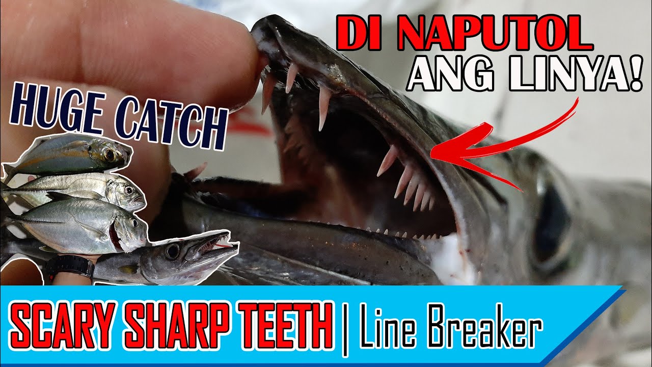 Scary Sharp-Toothed Fish Caught | Pier Night Fishing Philippines - YouTube
