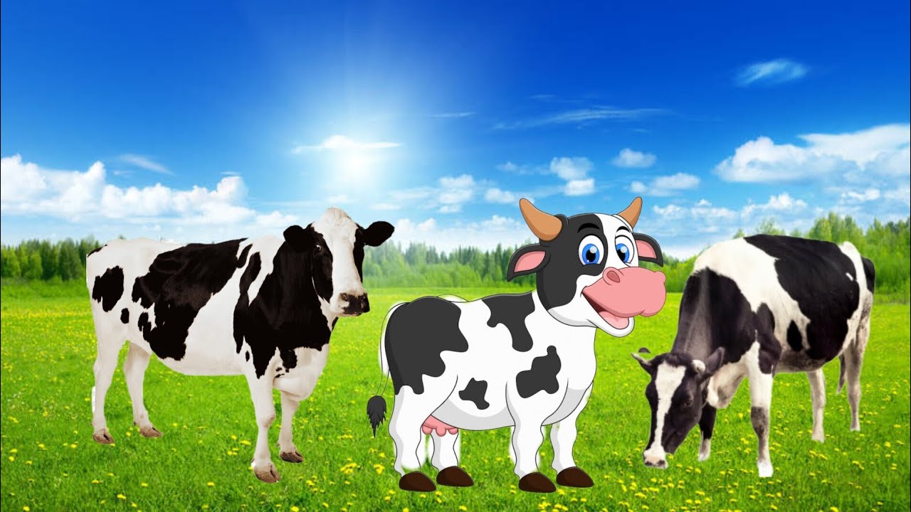 Beutiful Footage Of Cows - Sounds Of Cows - Life Of Animals - Nature TV ...