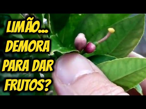 Quanto tempo um pé de limão demora para produzir? Qual o período do plantio até a colheita limoeiro?