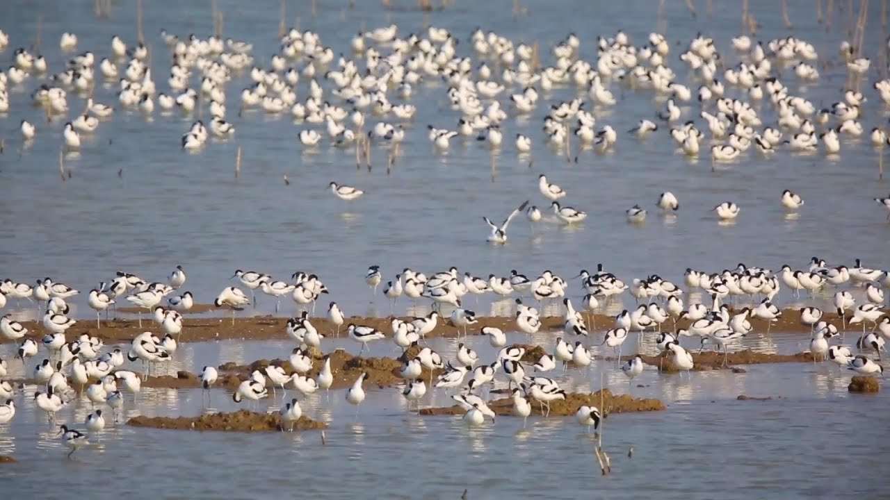 Exploring important stopover site for migratory birds in China's Wuhan ...