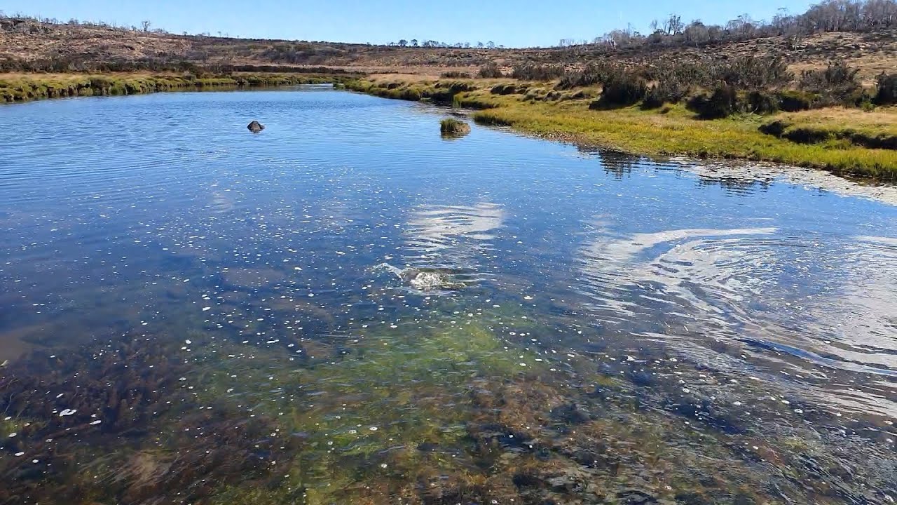 Beautiful 2lb brown trout in a small alpine stream - YouTube