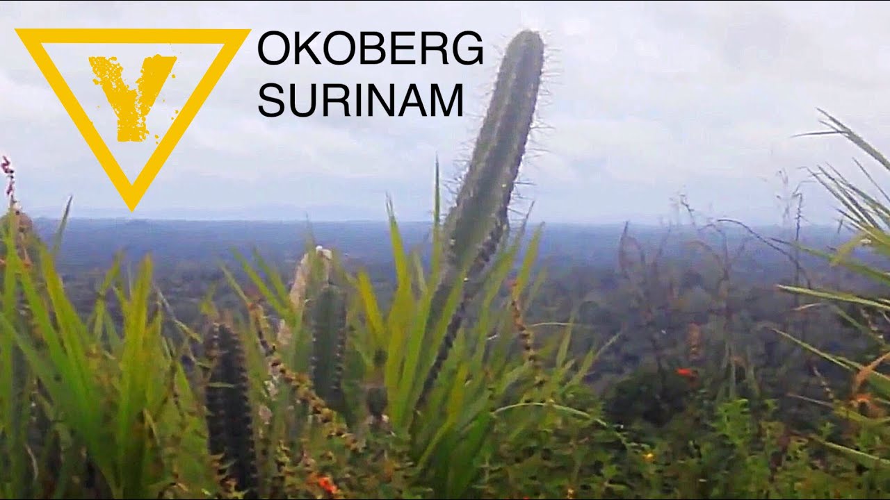 The OKOBERG, a cactus in the middle of the Suriname Amazon rainforest ...