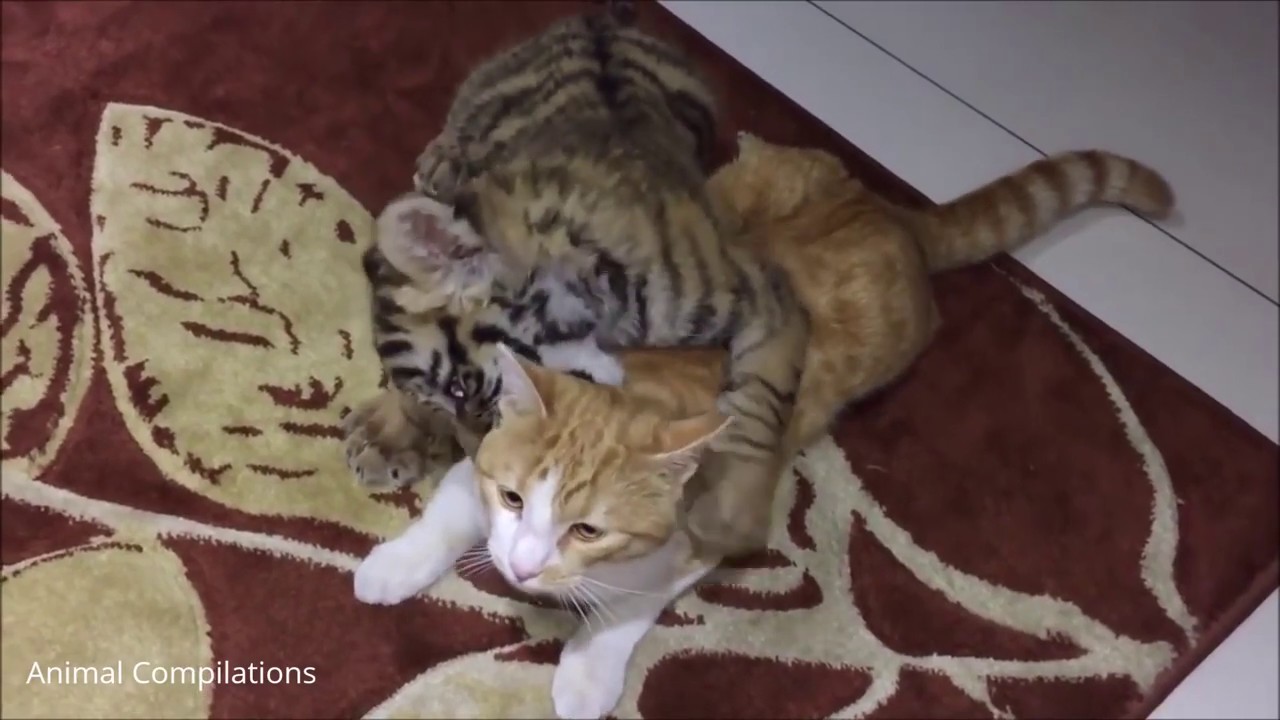 Cute Baby Tiger Cubs Playing CUTEST Compilation - YouTube