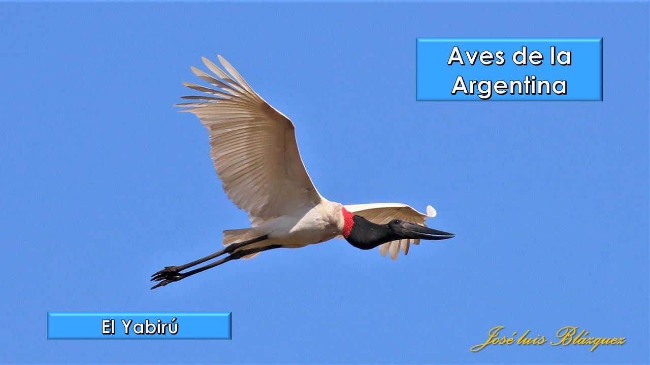Yabirú, Jabiru, (Jabiru mycteria), Aves de la Argentina - YouTube