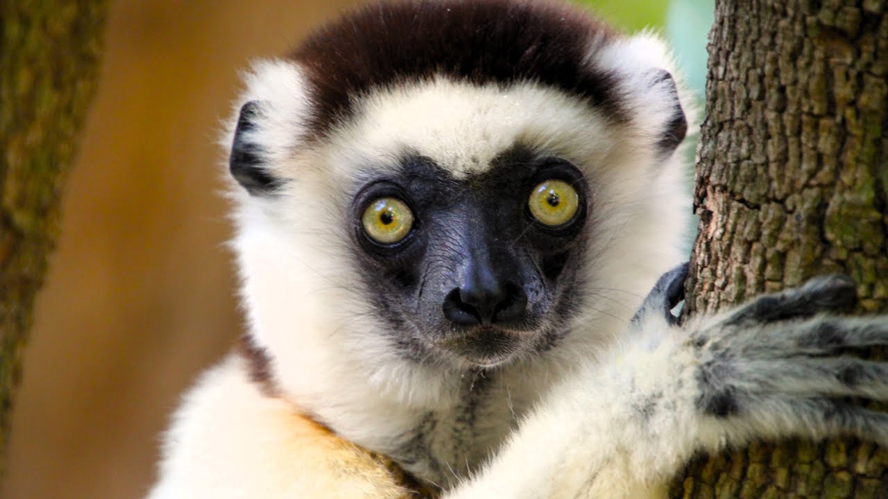 Dancing Sifakas (Lemurs) of Madagascar - YouTube