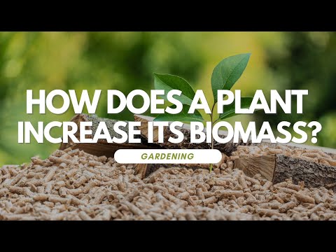 How Do Plants Increase Their Biomass