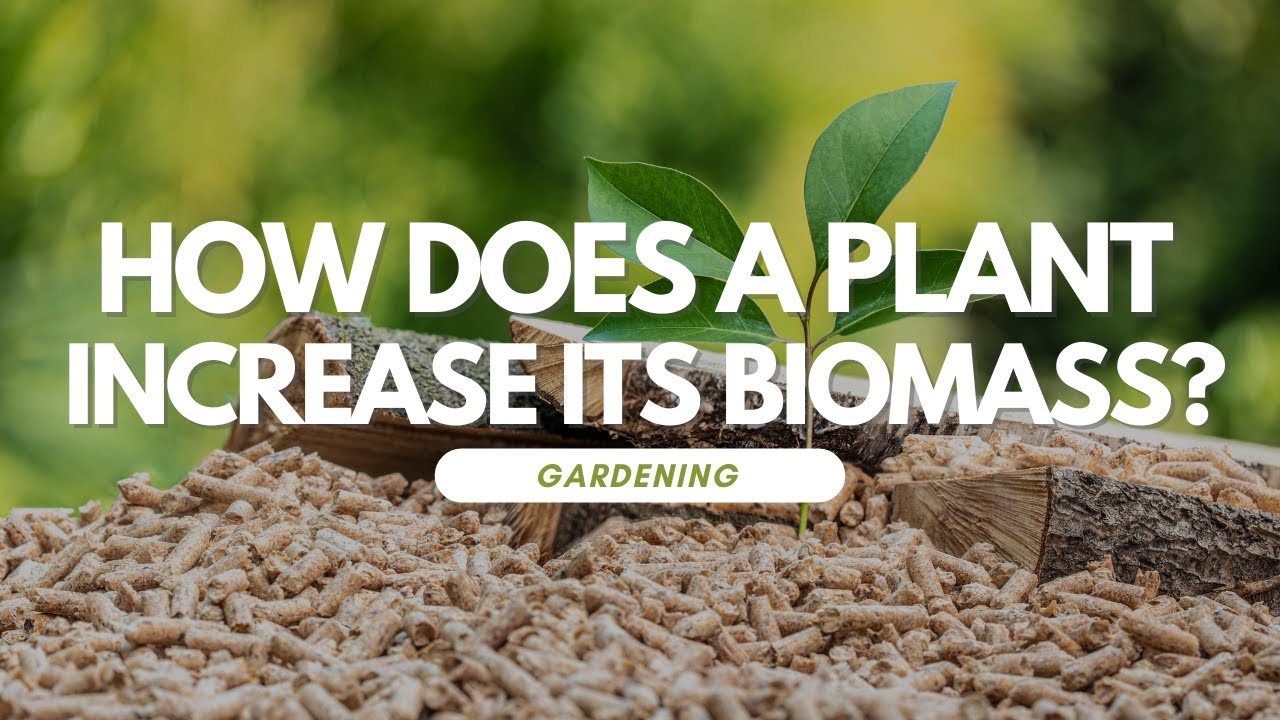 How Does a Plant Increase Its Biomass? - YouTube
